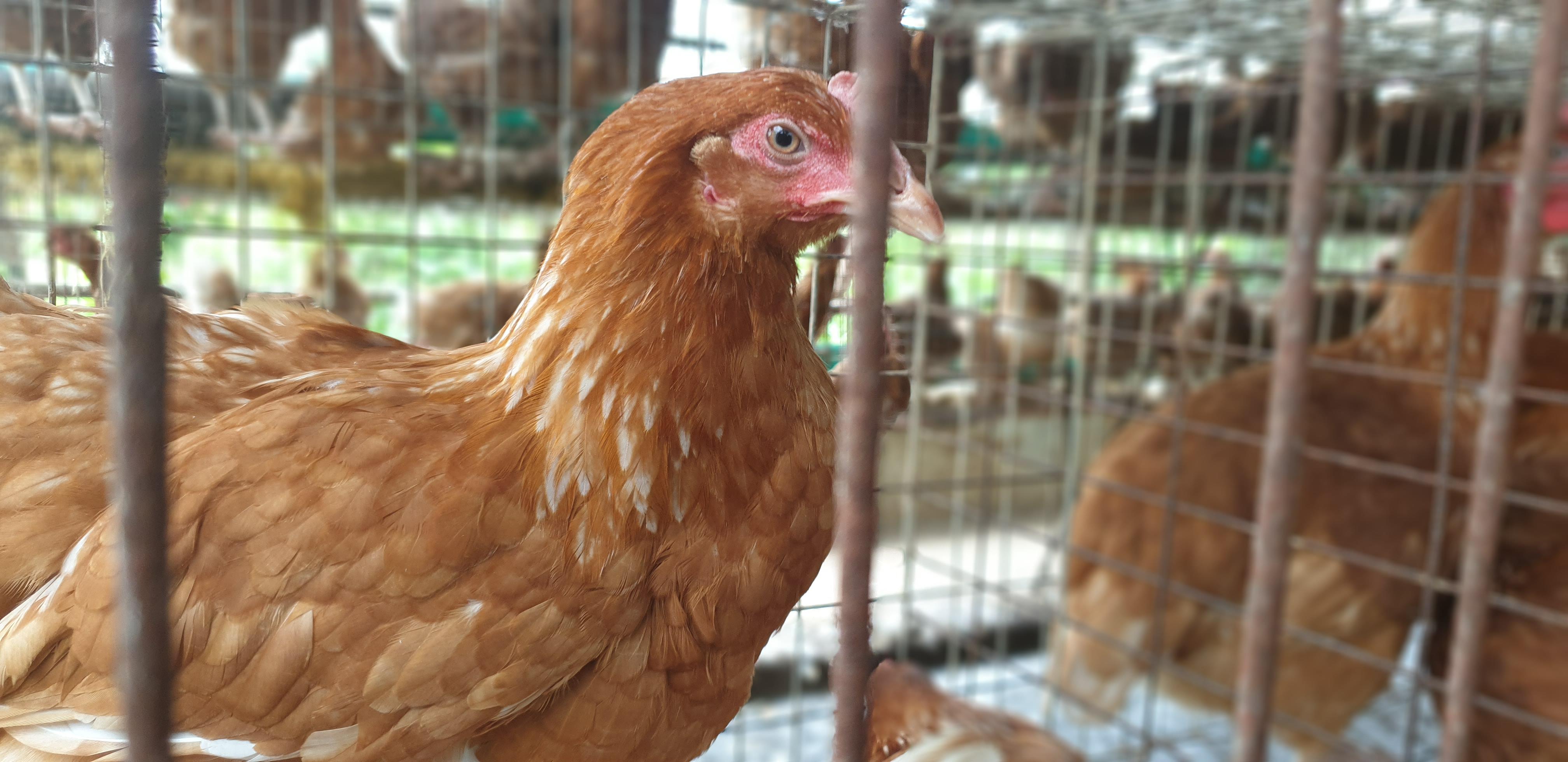 Keelo Farms